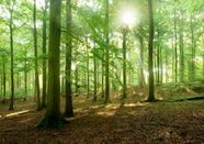 Post Covid 19 Does The UK Have Any Chance Of Achieving Net Carbon Zero